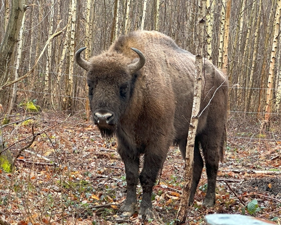 Dream Fund | Postcode Community Trust